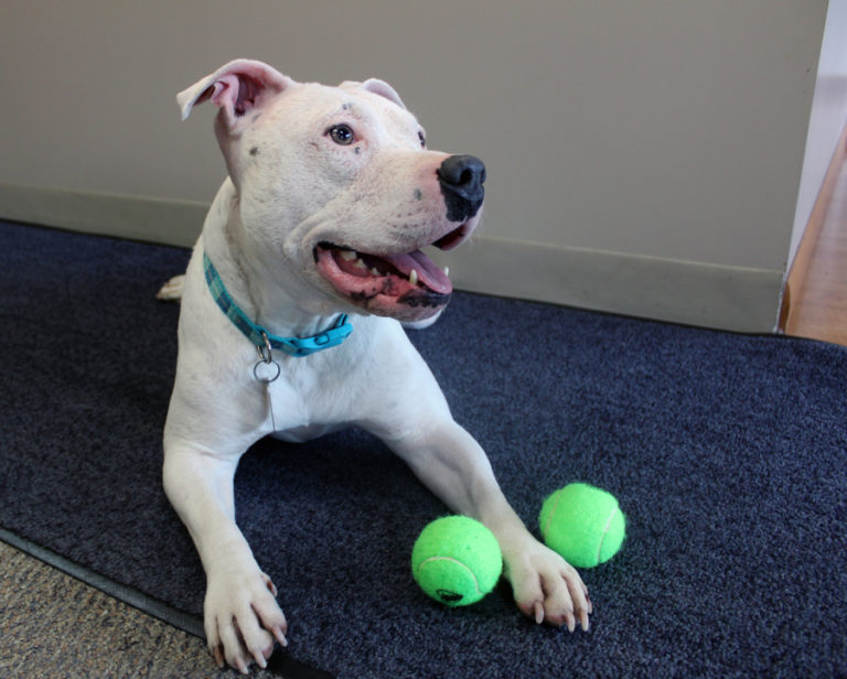 Changing hearts with a pitbull named Joey - Camas-Washougal Post-Record